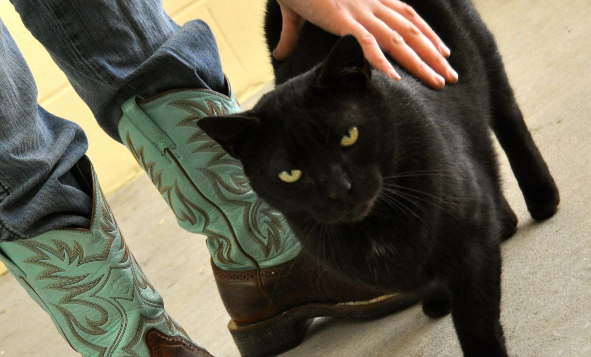 Equine Coat Color Genetics Part 1 Black Chestnut Bay Springhill