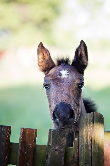 Equine Genetics Springhill Equine Veterinary Clinic
