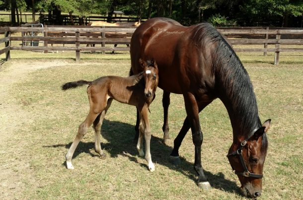 Mare Reproduction Process - Springhill Equine Veterinary Clinic