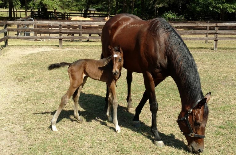 Mare Reproduction Process - Springhill Equine Veterinary Clinic