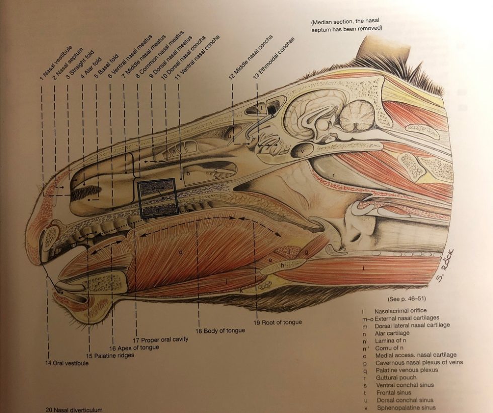 Equine Airway Issues - Springhill Equine Veterinary Clinic