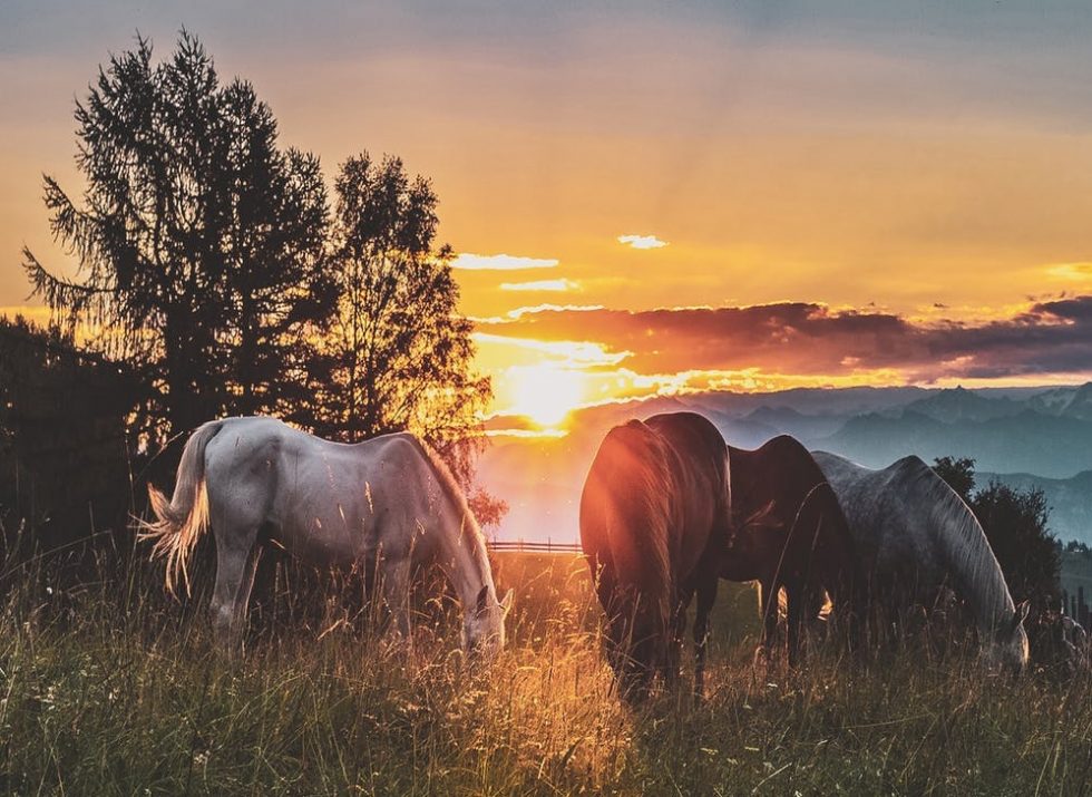 Stallion Breeding 101 - Springhill Equine Veterinary Clinic