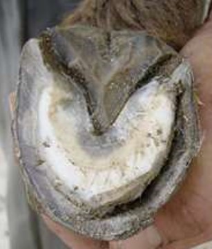 White Line Disease - Springhill Equine Veterinary Clinic