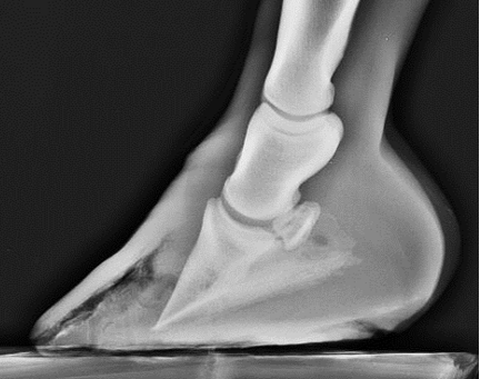 White Line Disease - Springhill Equine Veterinary Clinic