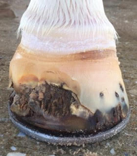 White Line Disease - Springhill Equine Veterinary Clinic