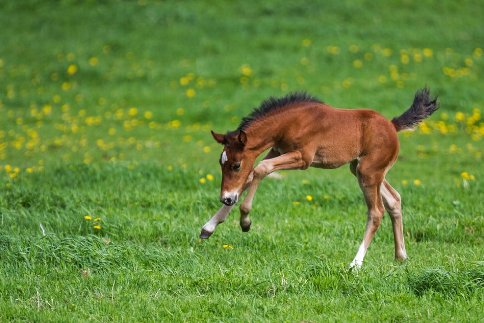 Foaling Prep - Springhill Equine Veterinary Clinic