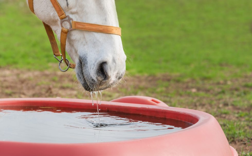 How to Lead a Horse to Water (and get him to drink) - Springhill Equine ...