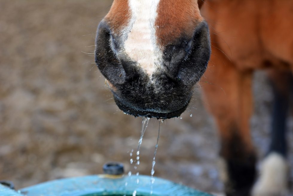 How to Lead a Horse to Water (and get him to drink) - Springhill Equine ...
