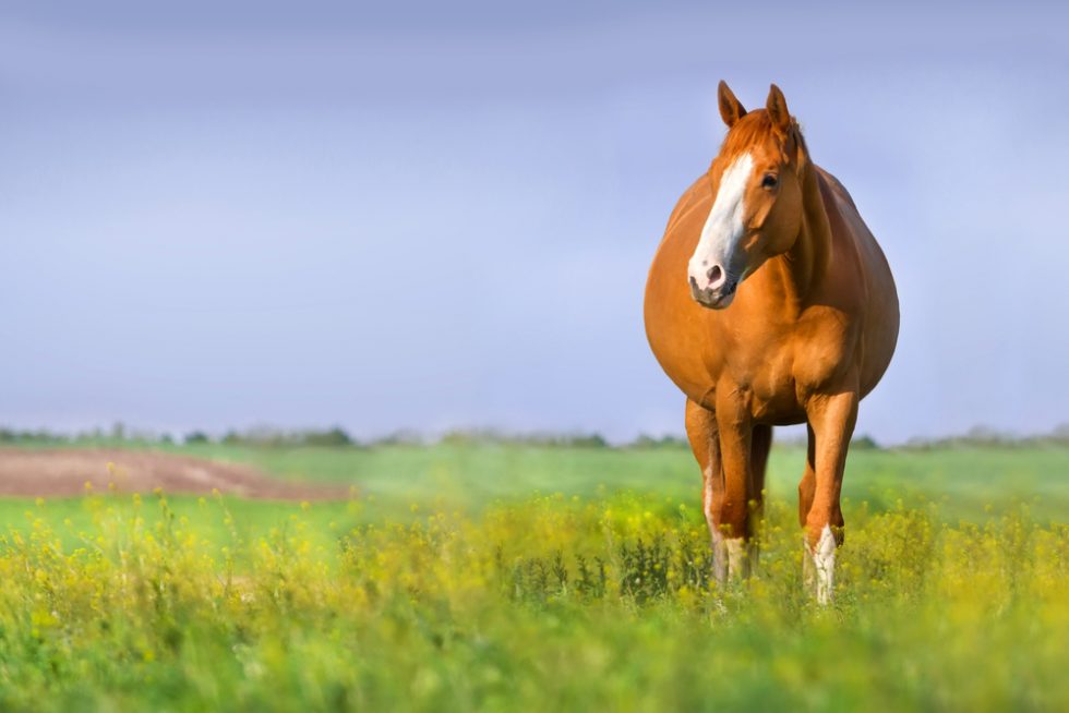 Breeding Older Mares - Springhill Equine Veterinary Clinic