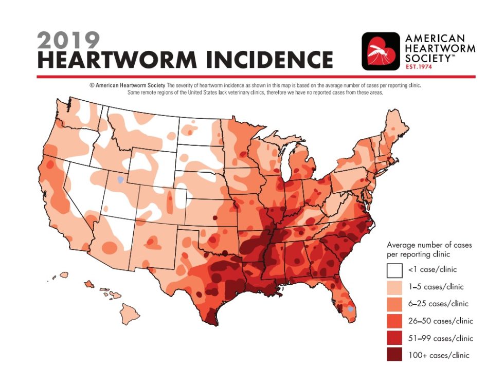 Heartworms Archives - Springhill Equine Veterinary Clinic