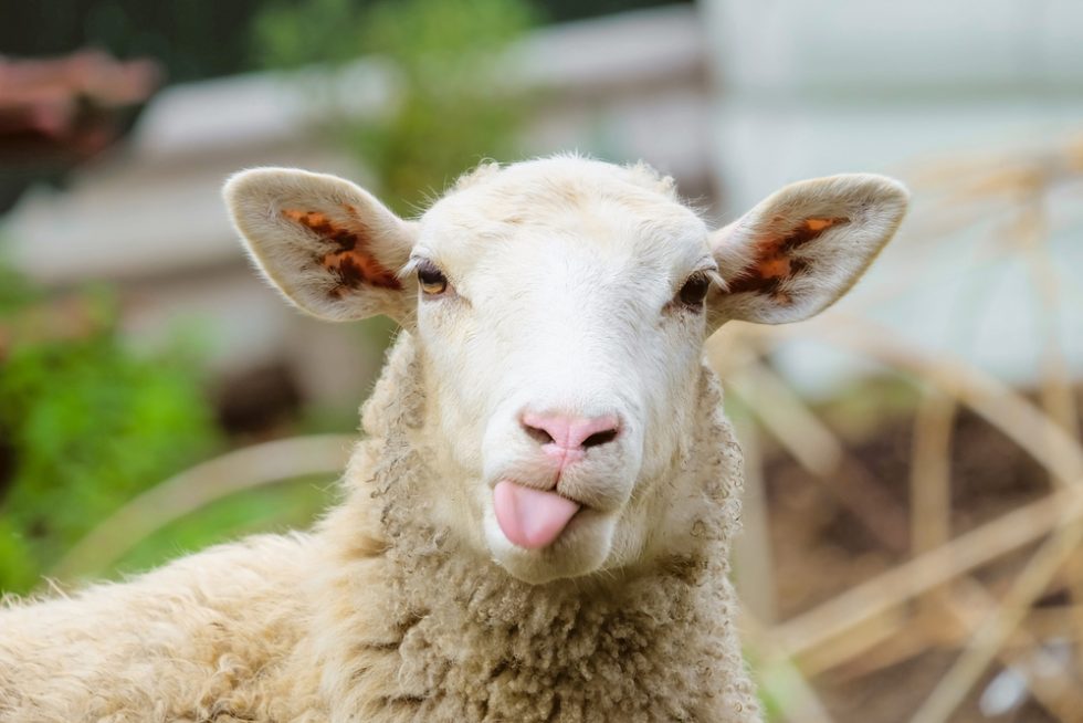 Blocked Goats and Sheep 101 - Springhill Equine Veterinary Clinic