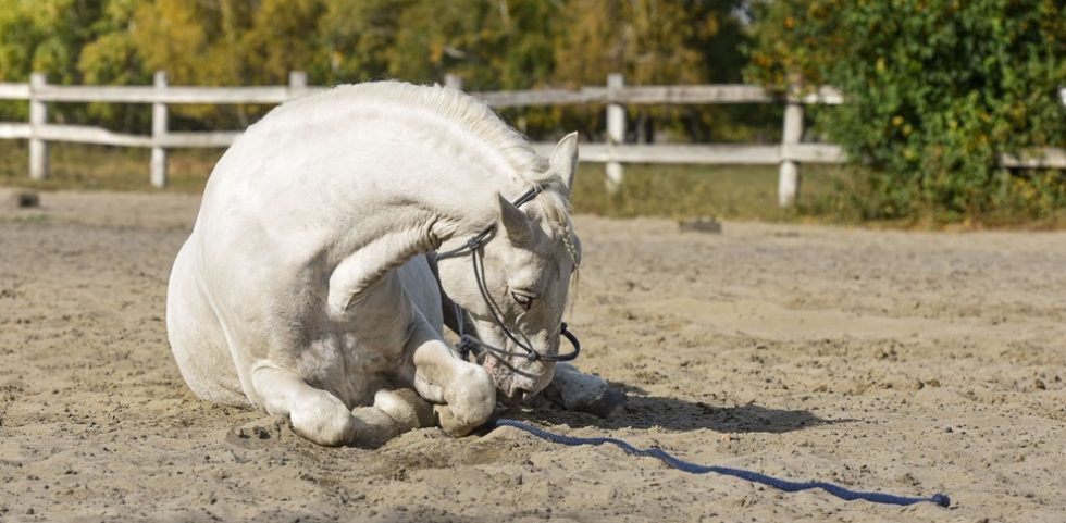 Types of Colic - Springhill Equine Veterinary Clinic
