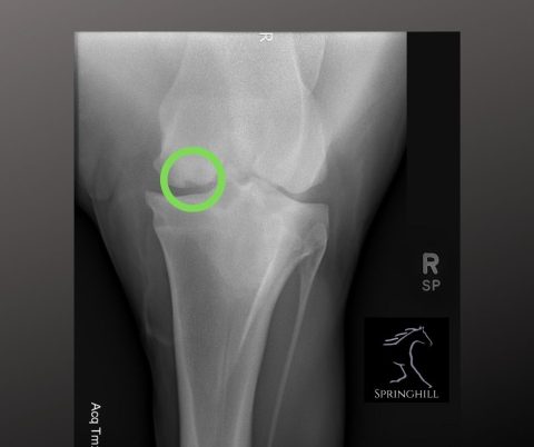 OCD in Horses - Springhill Equine Veterinary Clinic