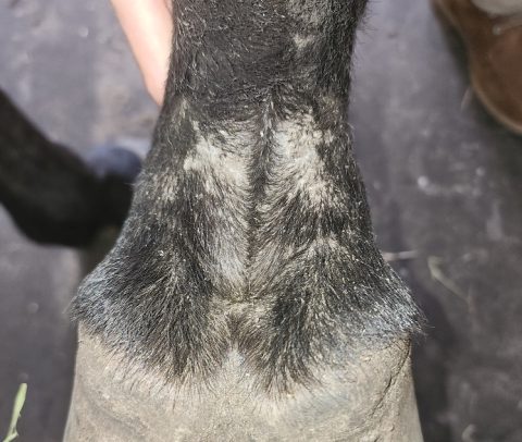 Pastern Dermatitis - Springhill Equine Veterinary Clinic
