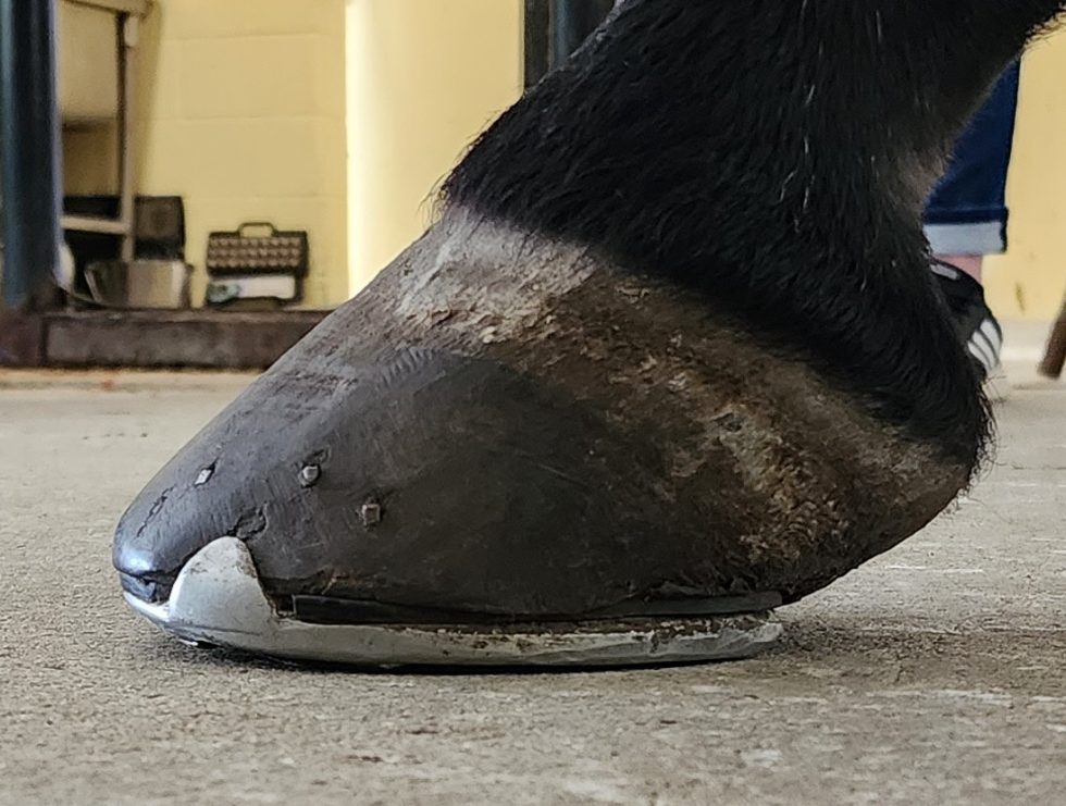 How Horse Feet Work - Springhill Equine Veterinary Clinic