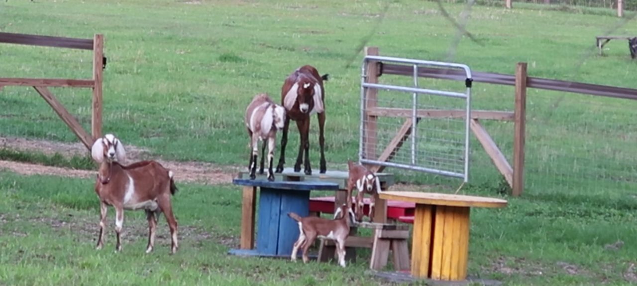 Housing Livestock Species - Springhill Equine Veterinary Clinic