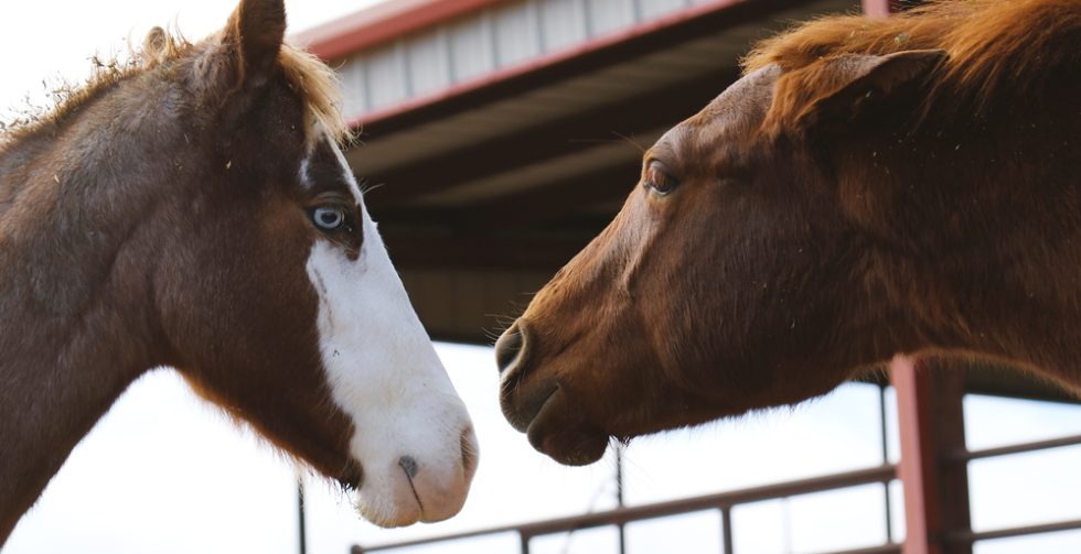 Adding a New Horse to your Herd - Springhill Equine Veterinary Clinic