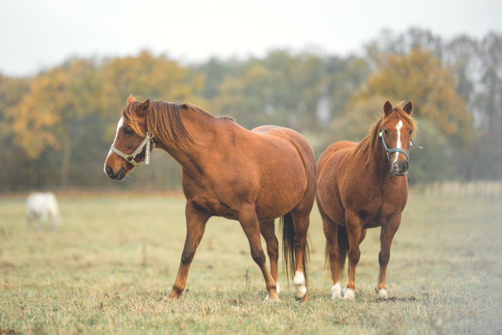 Fall is in the Air—and the Pasture - Springhill Equine Veterinary Clinic