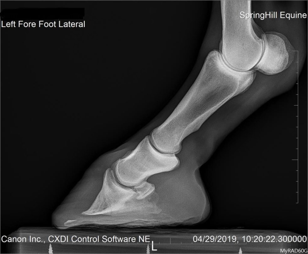 How Vets Evaluate Lameness in Horses - Springhill Equine Veterinary Clinic