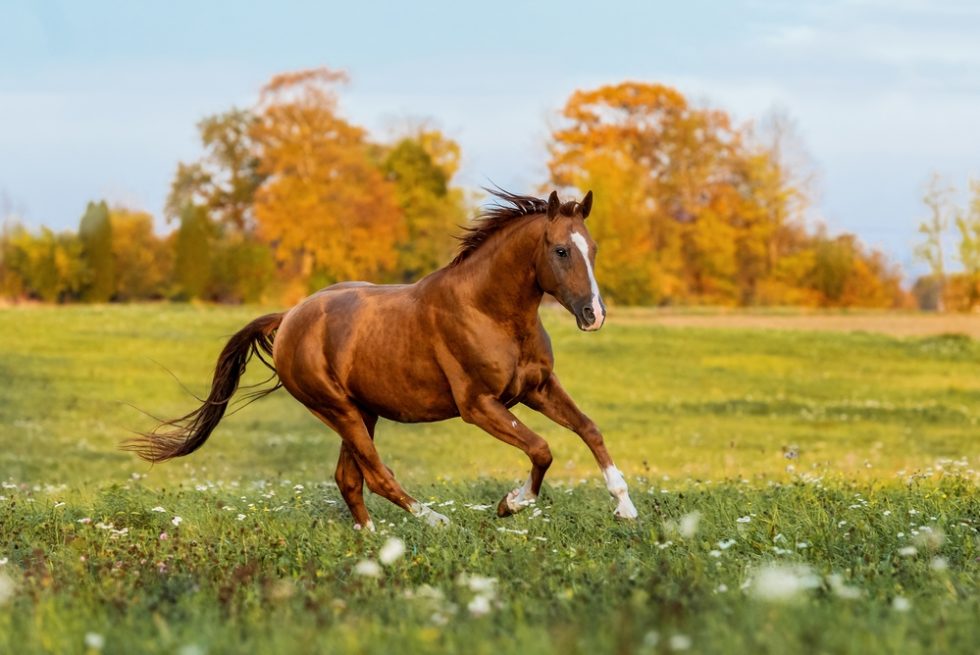 Abnormal Behaviors in Horses - Springhill Equine Veterinary Clinic
