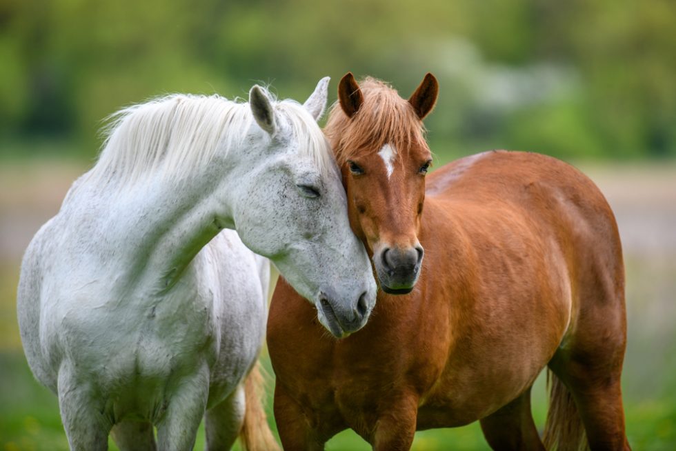 Abnormal Behaviors in Horses - Springhill Equine Veterinary Clinic