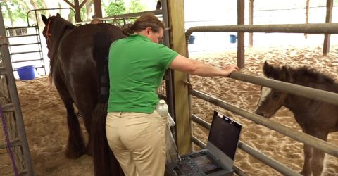 Mare Breeding: A Guide for Horse Owners - Springhill Equine Veterinary ...