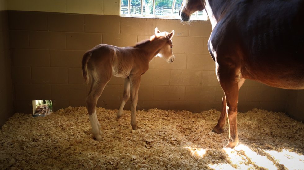 Foal Watch Time! - Springhill Equine Veterinary Clinic