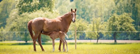 Mare Breeding: A Guide for Horse Owners - Springhill Equine Veterinary ...