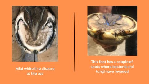 White Line Disease in Horses - Springhill Equine Veterinary Clinic