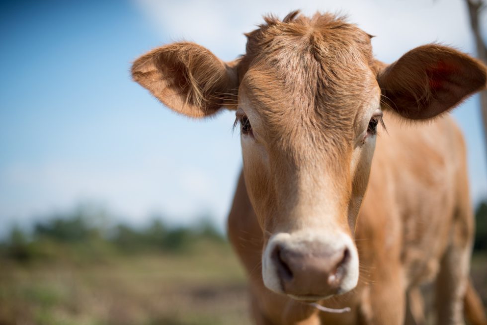 The Udderly Fantastic Guide to Pet Cows - Springhill Equine Veterinary ...