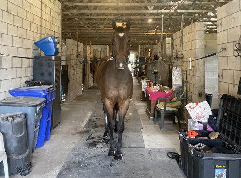 Top 10 Hazards in Your Barn - Springhill Equine Veterinary Clinic