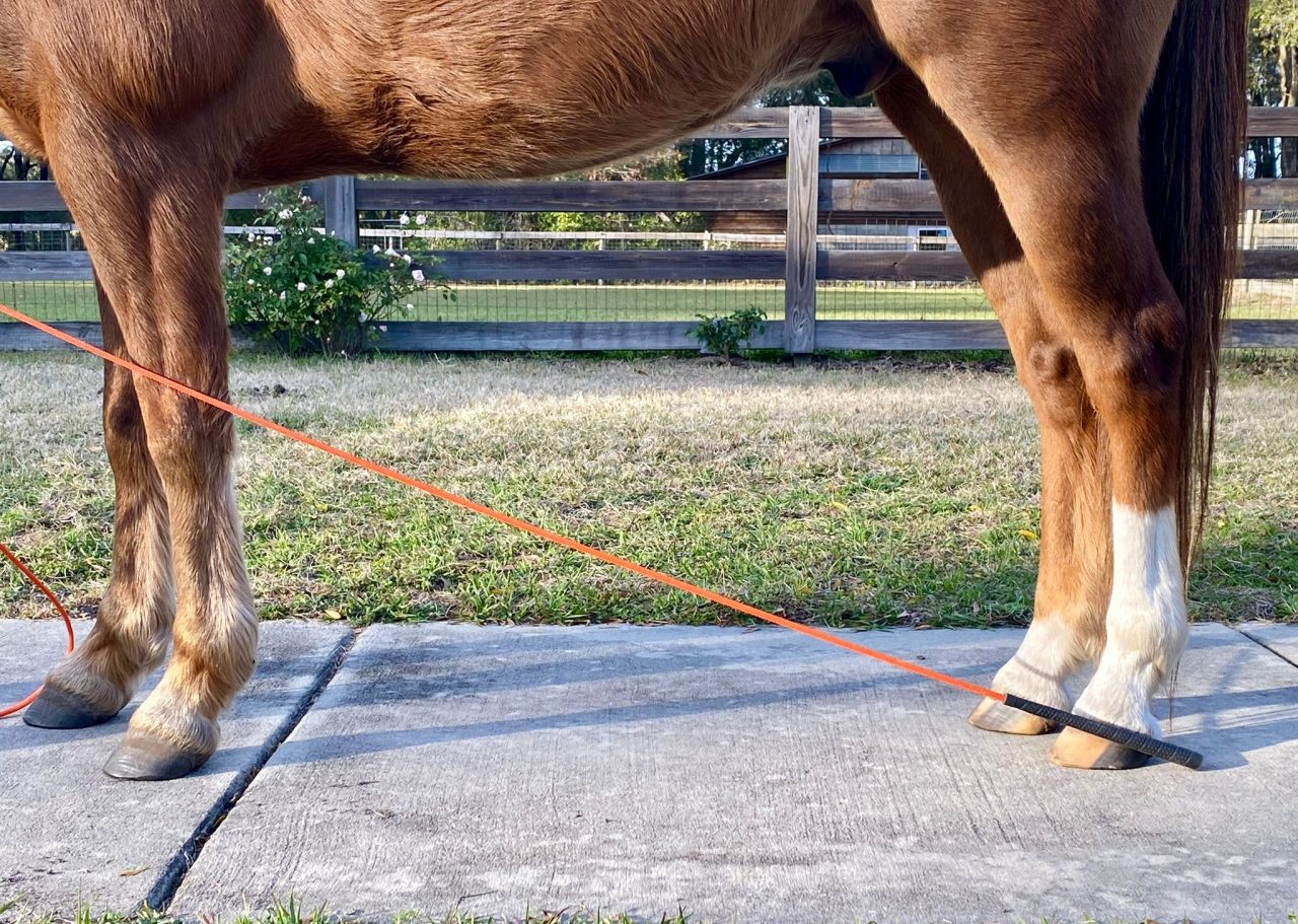 Negative Plantar Angles and Why They Matter - Springhill Equine ...