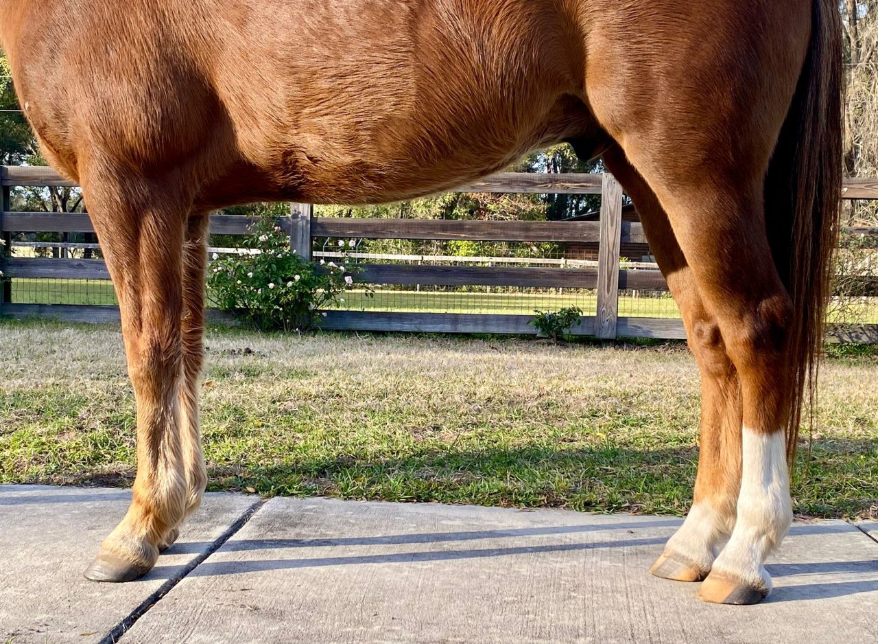 Negative Plantar Angles and Why They Matter - Springhill Equine ...