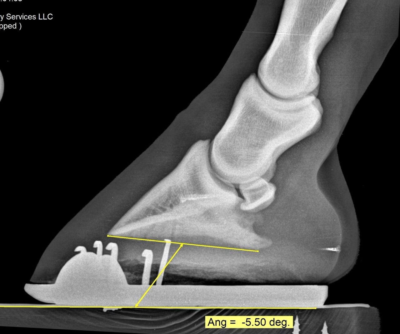 Negative Plantar Angles and Why They Matter - Springhill Equine ...