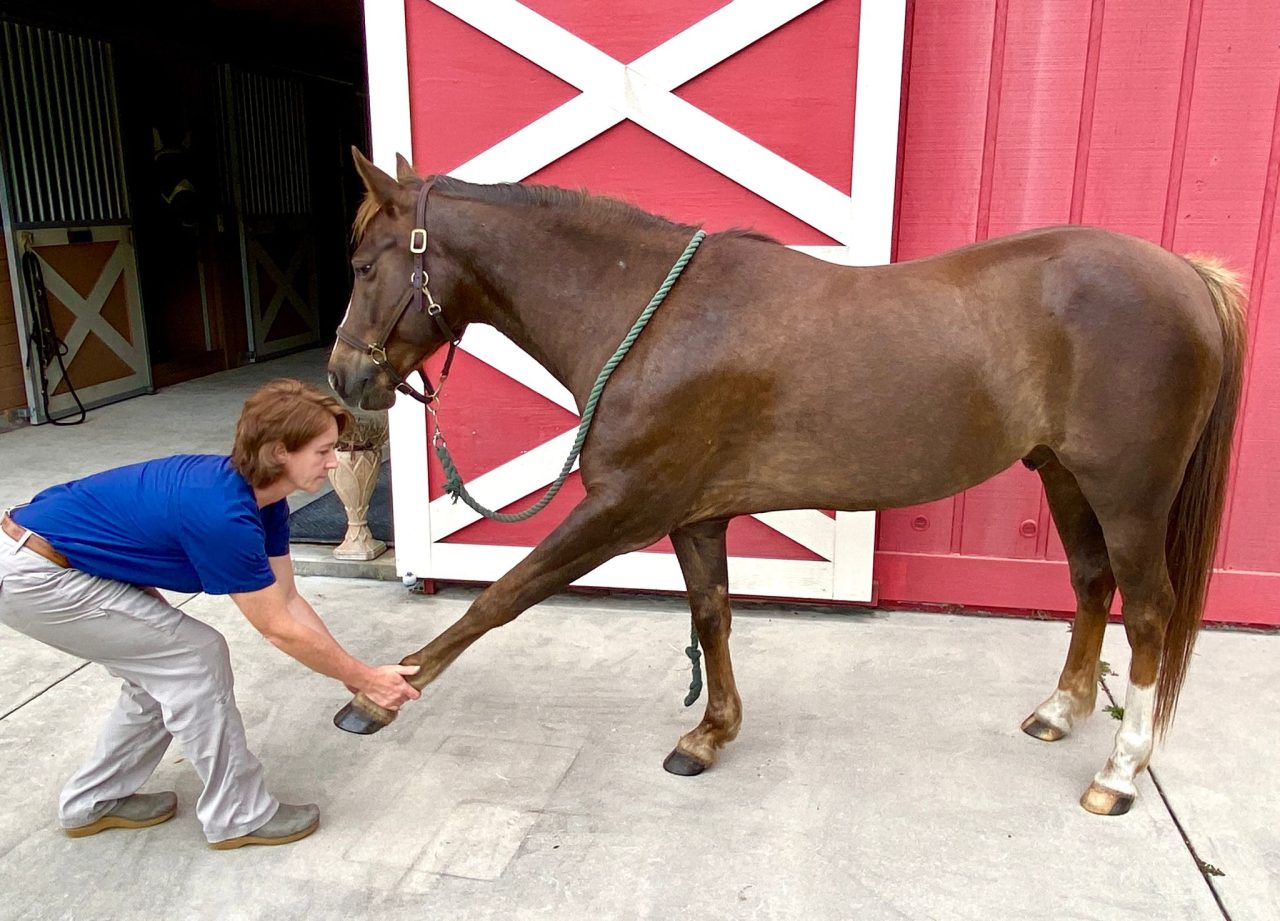 Stretches for your Horse - Springhill Equine Veterinary Clinic