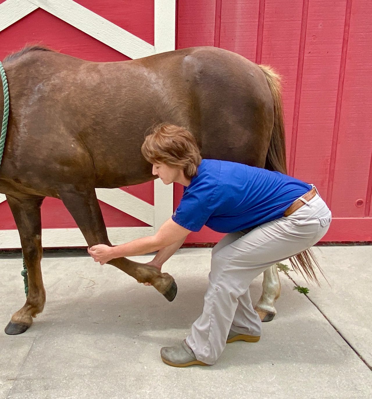 Stretches for your Horse - Springhill Equine Veterinary Clinic