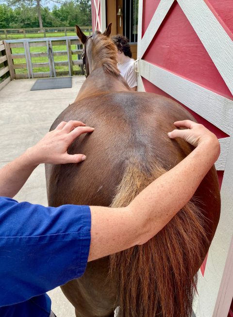 Stretches for your Horse - Springhill Equine Veterinary Clinic