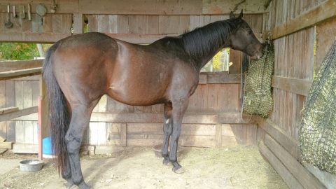 A Deep Dive Into Hay - Springhill Equine Veterinary Clinic