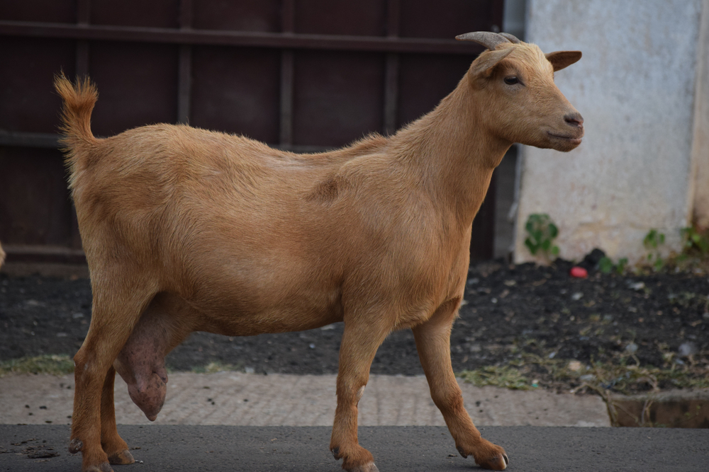 Goat Mastitis - Springhill Equine Veterinary Clinic